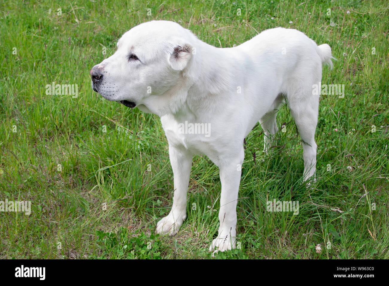 Central Asian Shepherd Dog is standing on a green meadow. Pet animals ...