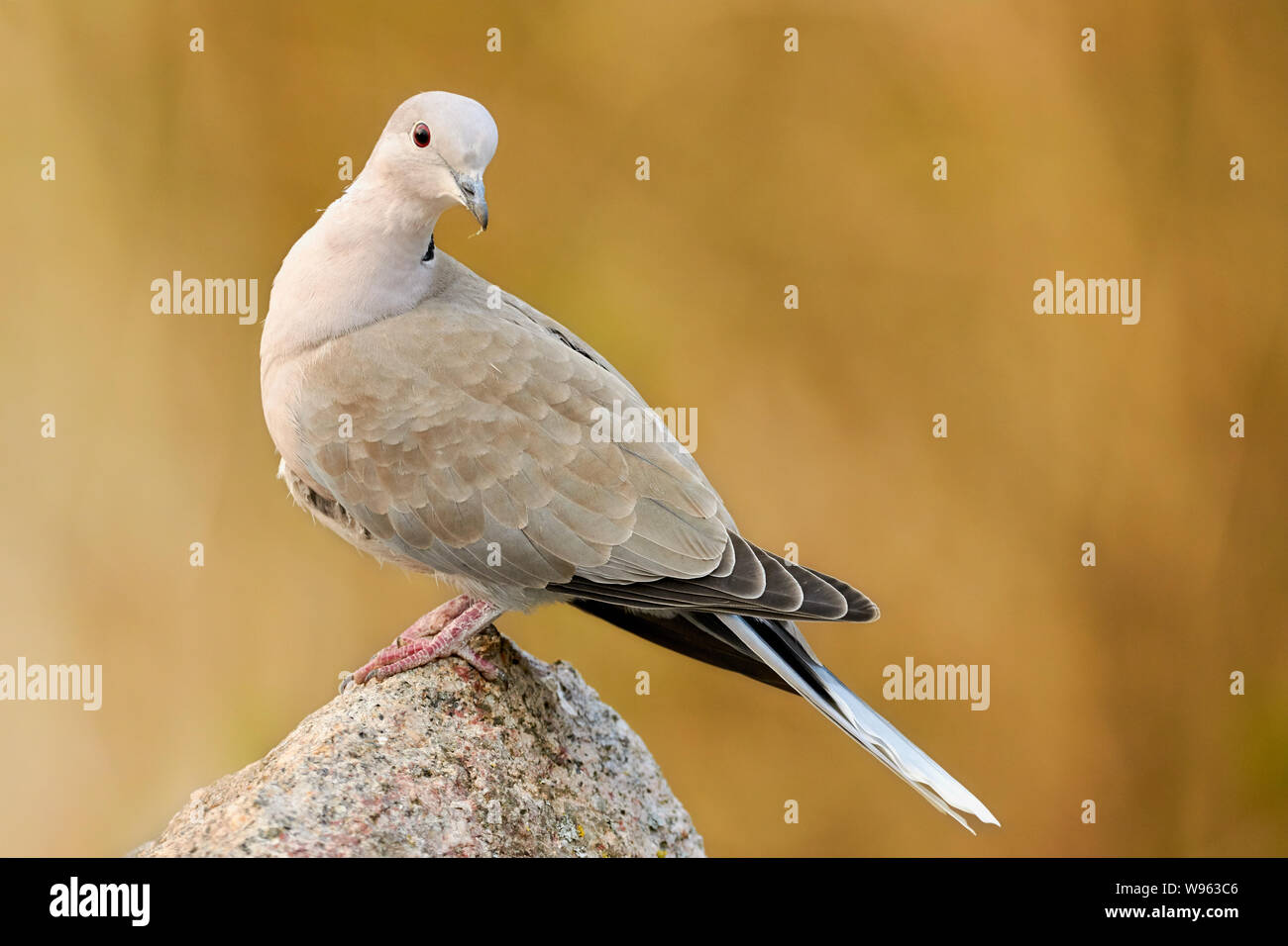 Collared dove or ring-necked dove perched on a rock in nature ...