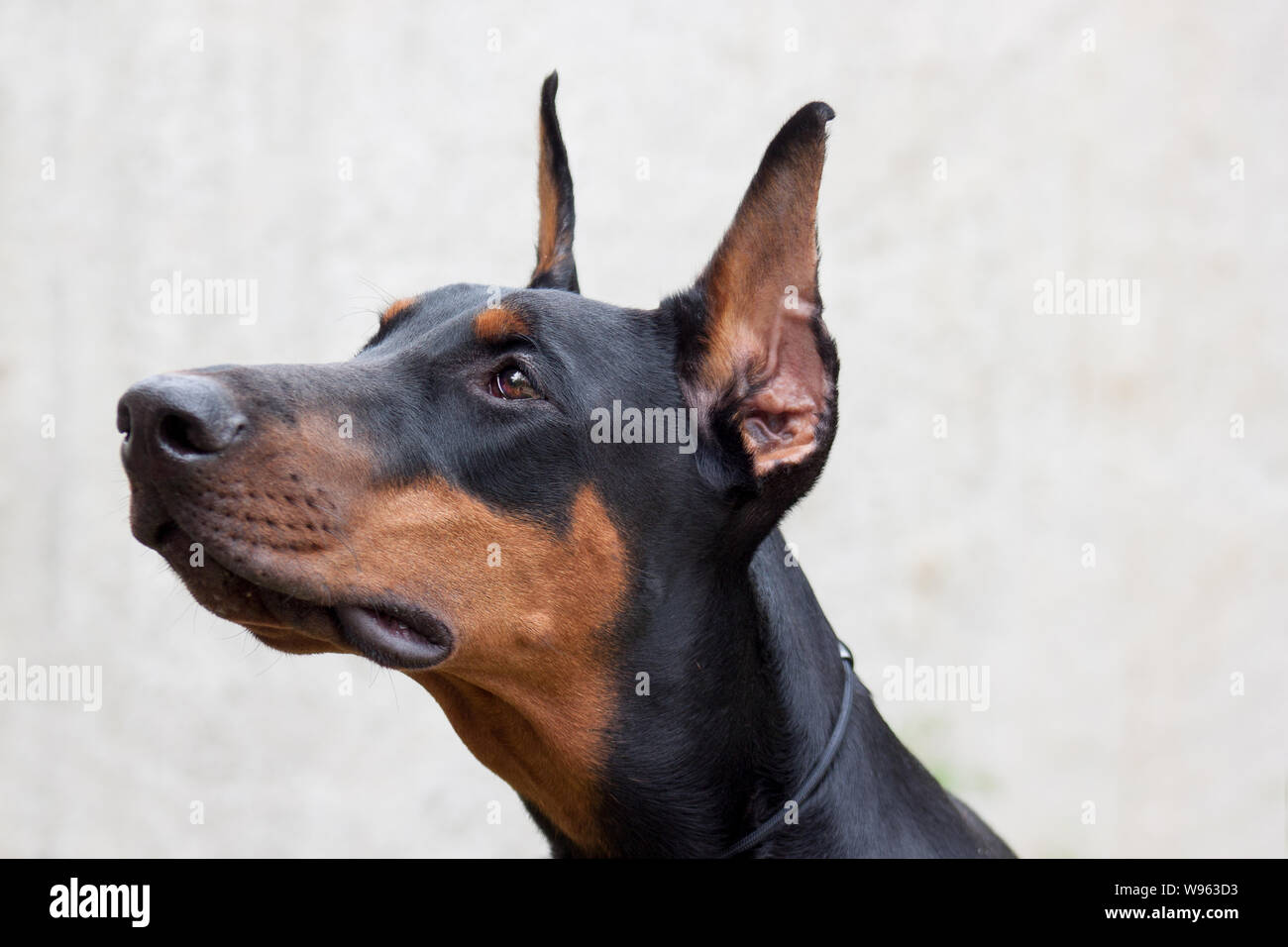 Cute doberman pinscher close up. Isolated object. Pet animals Stock ...