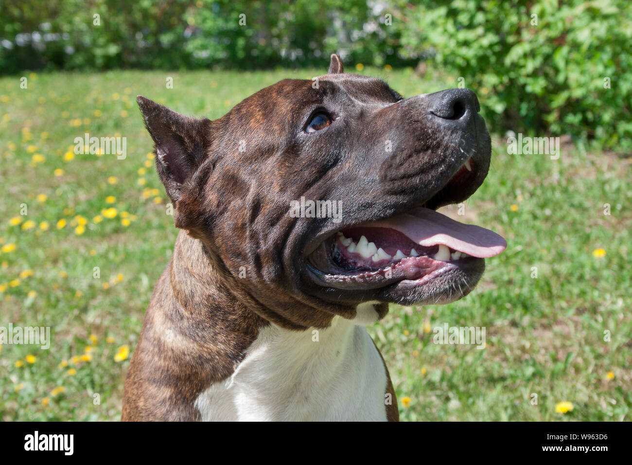 Staffordshire terrier teeth hi-res stock photography and images - Alamy