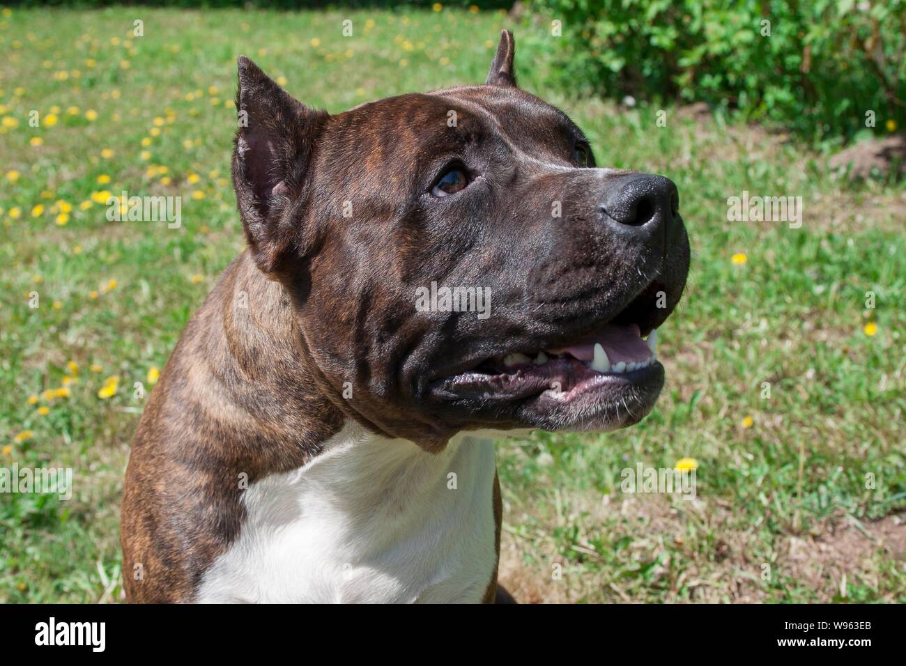 Staffordshire terrier teeth hi-res stock photography and images - Alamy