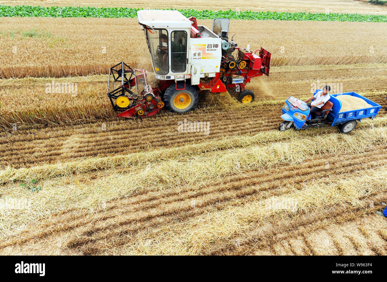 --FILE--Chinese farmers drive a reaping machine and a motor tricycle to ...