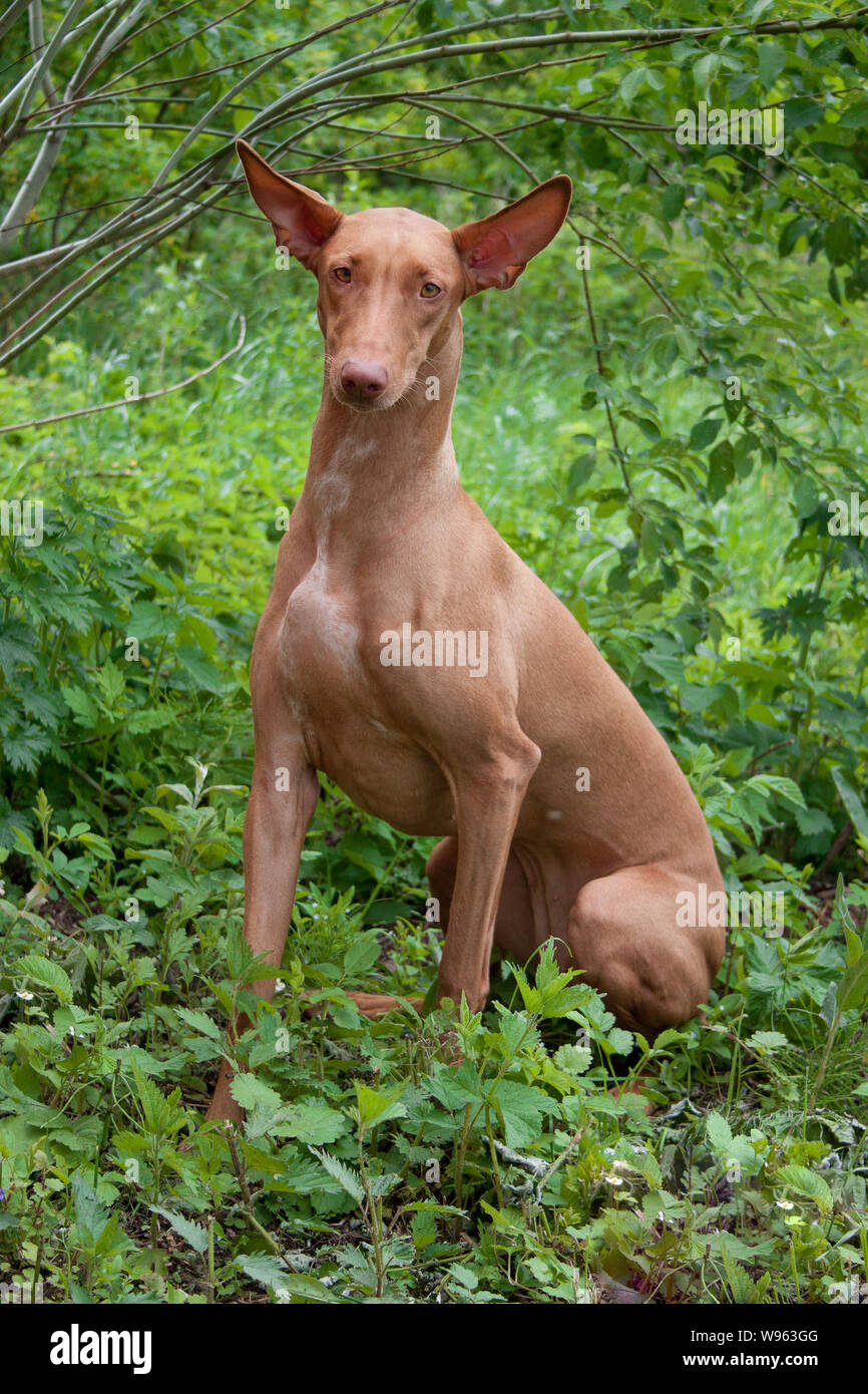 Pharaoh hound is looking at the camera. Purebred dog. Pet animals Stock ...