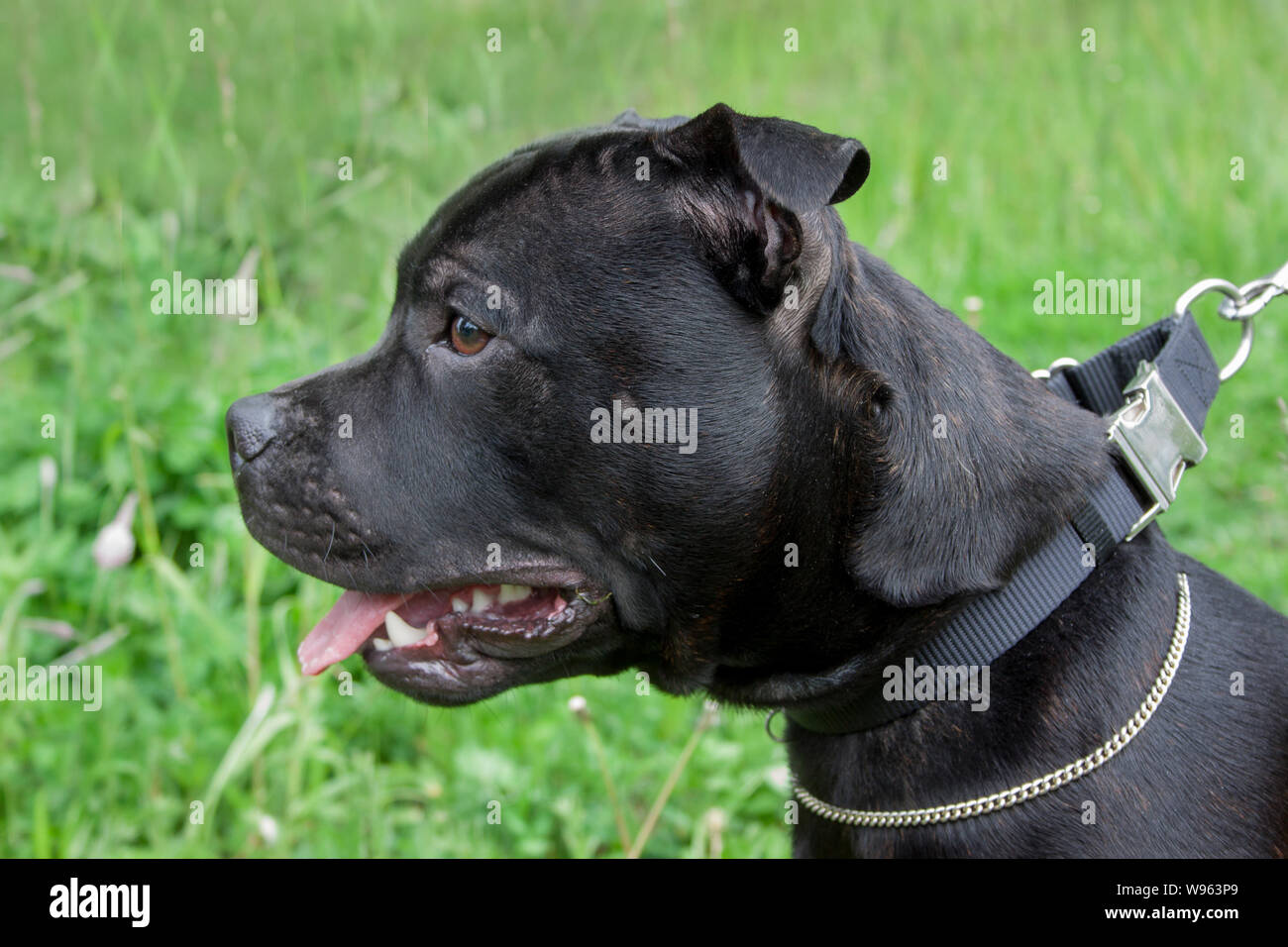 Cute staffordshire bull terrier puppy close up. Pet animals Stock Photo ...