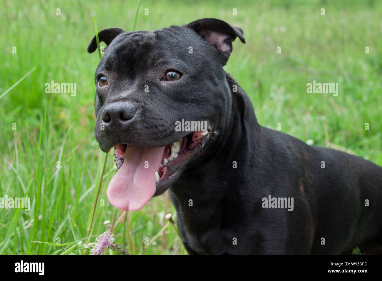 Cute staffordshire bull terrier puppy is standing with lolling tongue ...