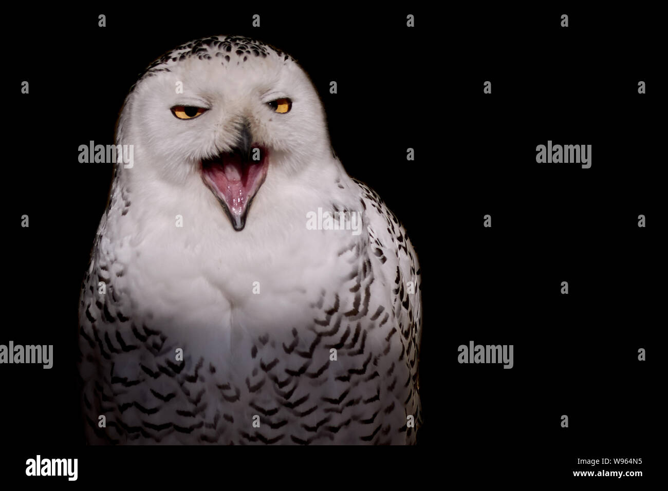 Owl with beak open hi-res stock photography and images - Alamy