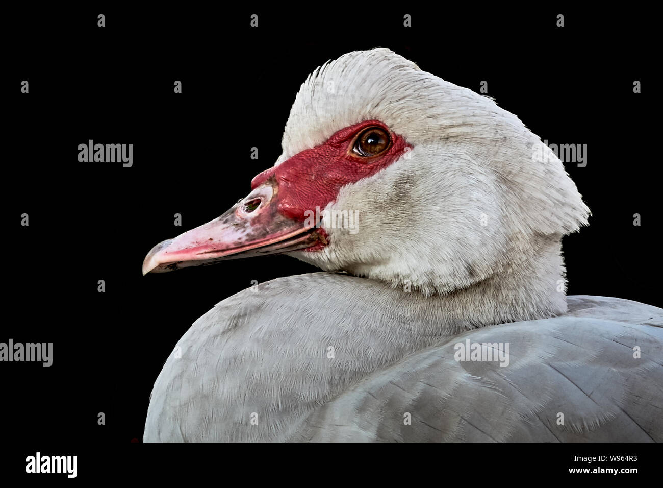 One white Muscovy Duck side portrait and black background (Cairina ...