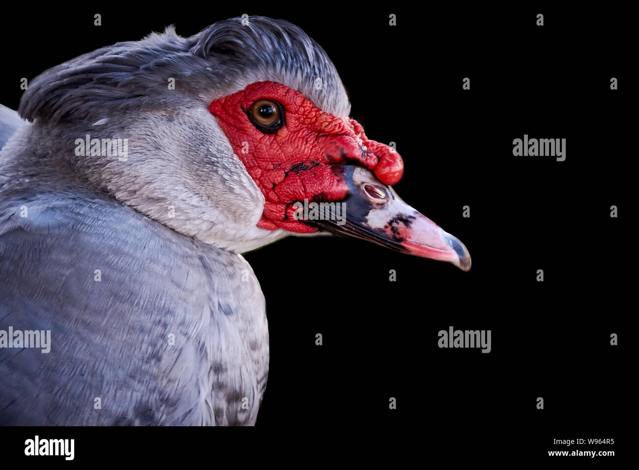 One beautiful grey Muscovy Duck (Cairina Moschata) and black background ...
