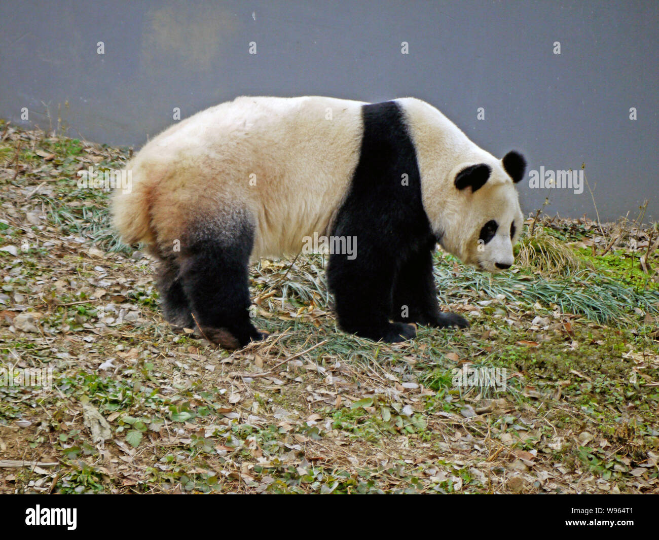 A panda is seen at a zoo in Nanjing, east Chinas Jiangsu province, 31 ...