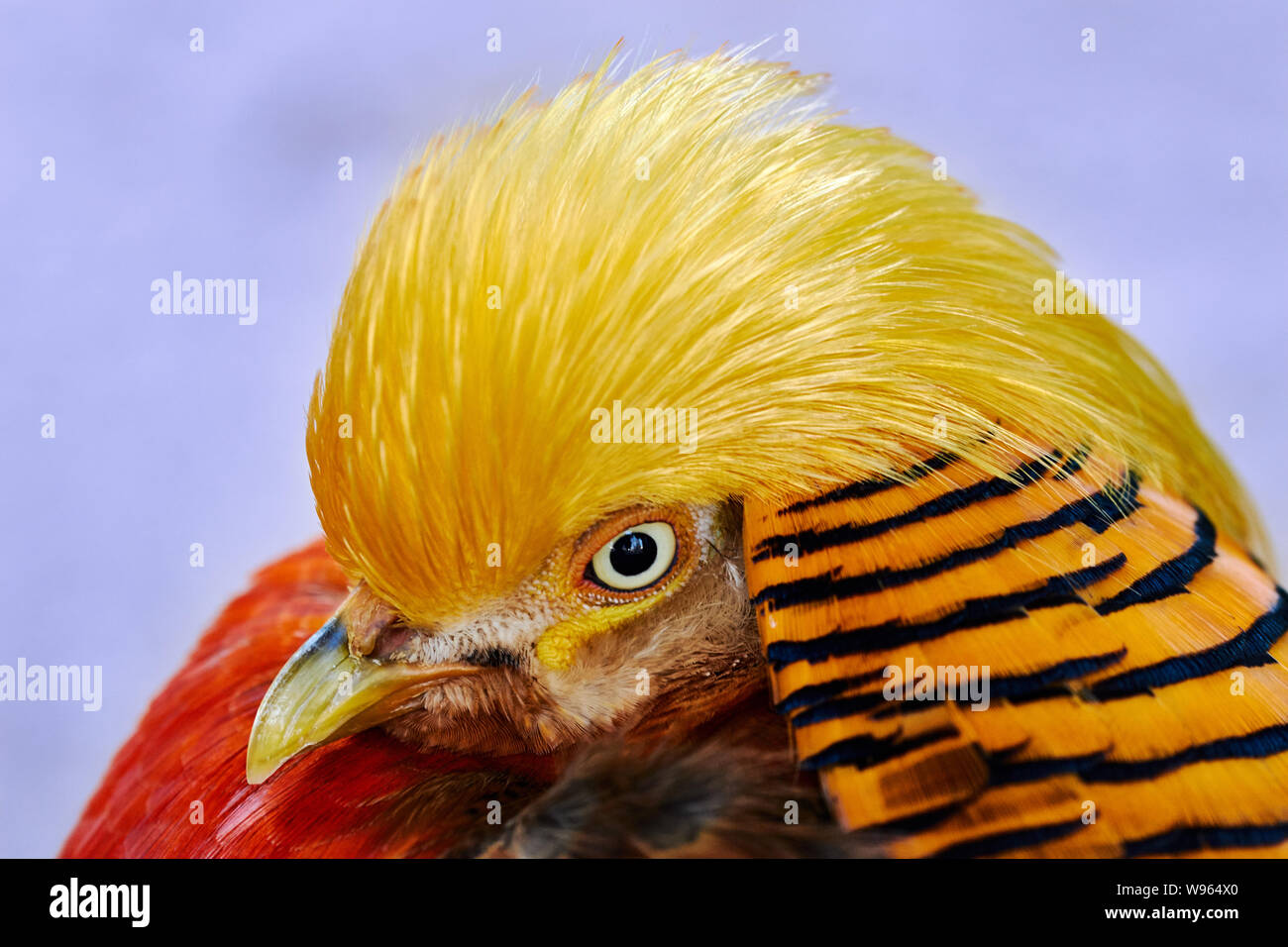 Close-up of a single red golden pheasant (Chrysolophus Pictus) and blue ...
