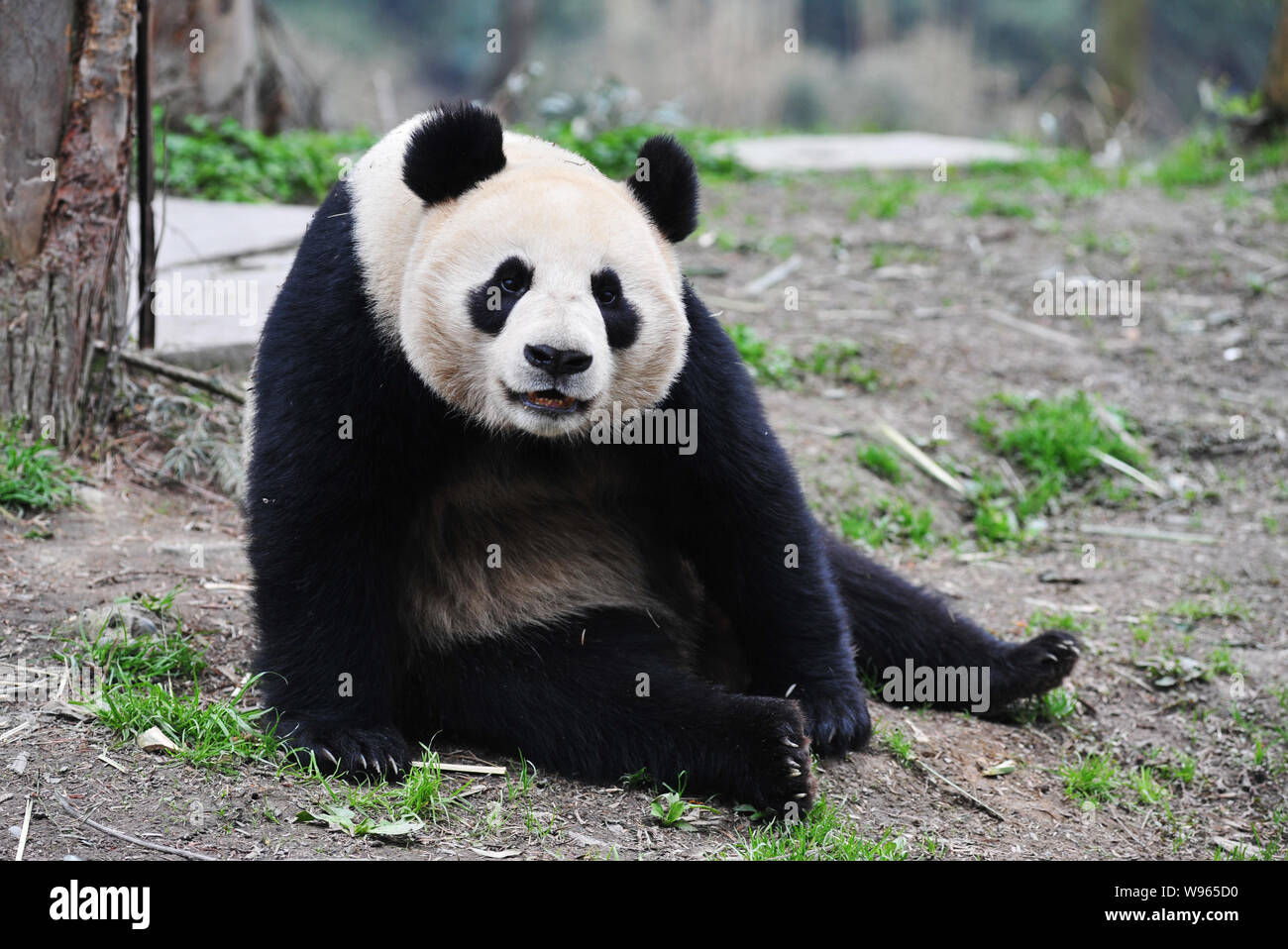 --FILE--Female giant panda Hubao, also named Jia Jia in Singapore, is ...