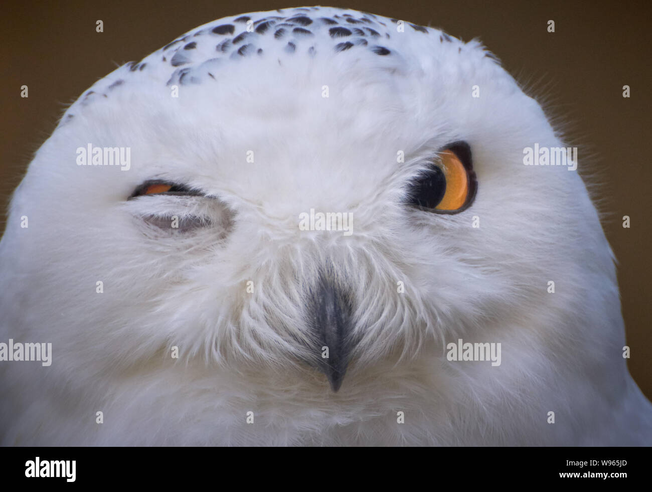 Owl Wink High Resolution Stock Photography and Images - Alamy
