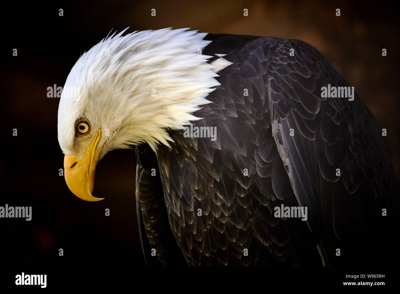 Bald eagle looking down portrait hi-res stock photography and images ...