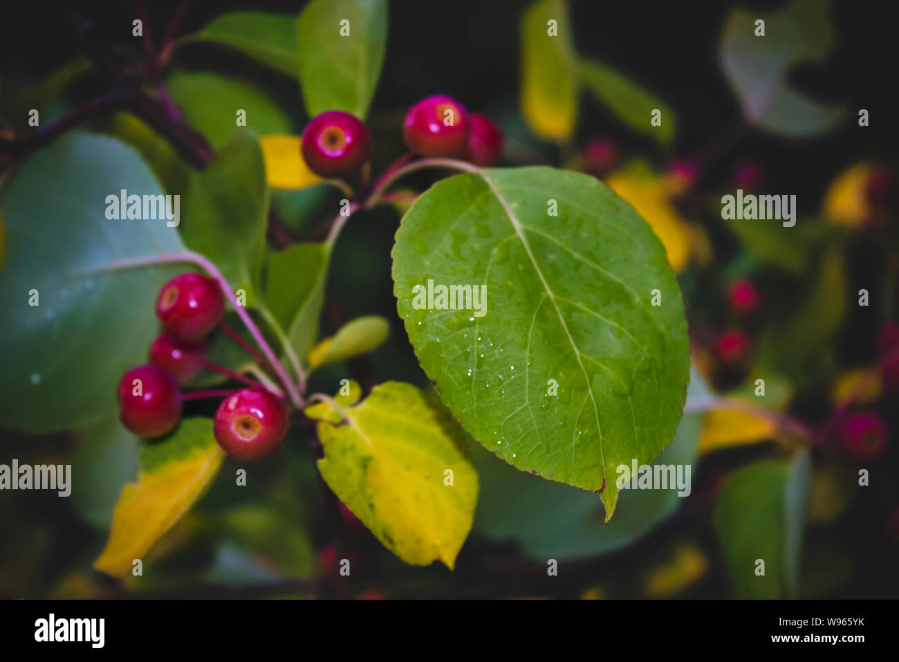 Malus small red fruits hi-res stock photography and images - Alamy