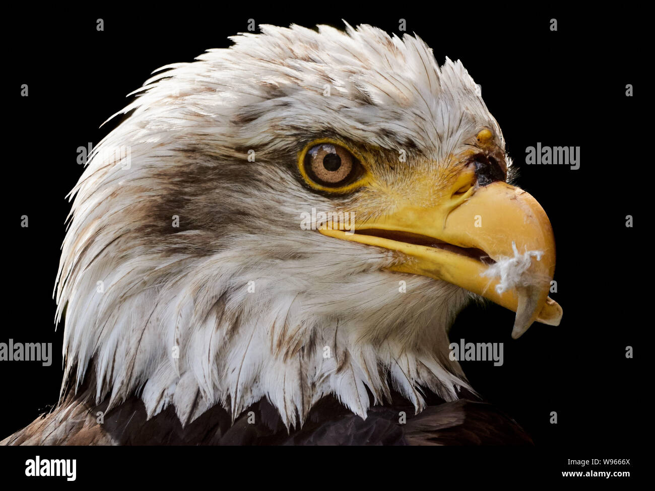 Bald eagle head (Haliaeetus leucocephalus) and black background Stock ...