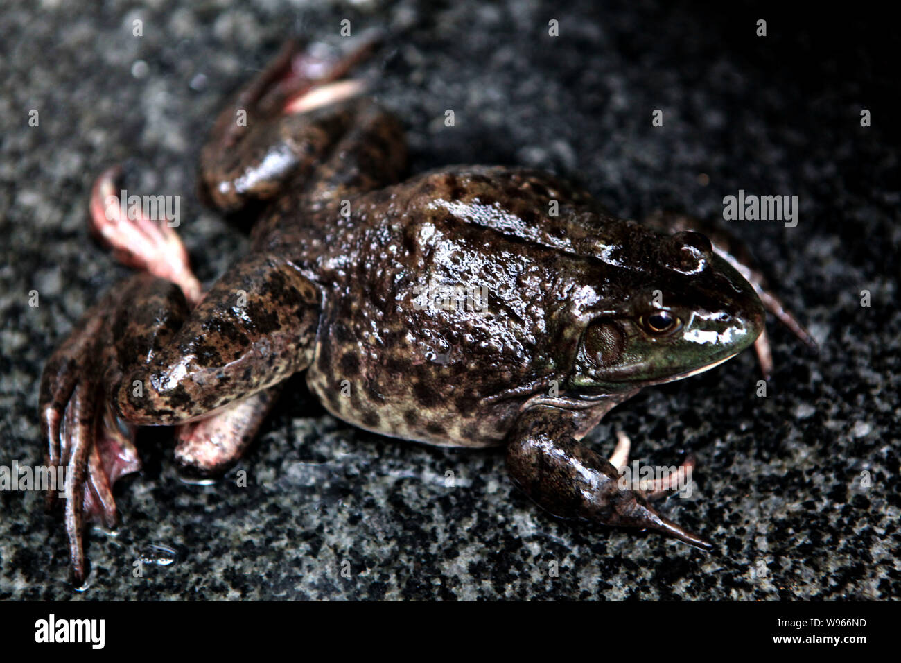 Bull frogs hi-res stock photography and images - Alamy