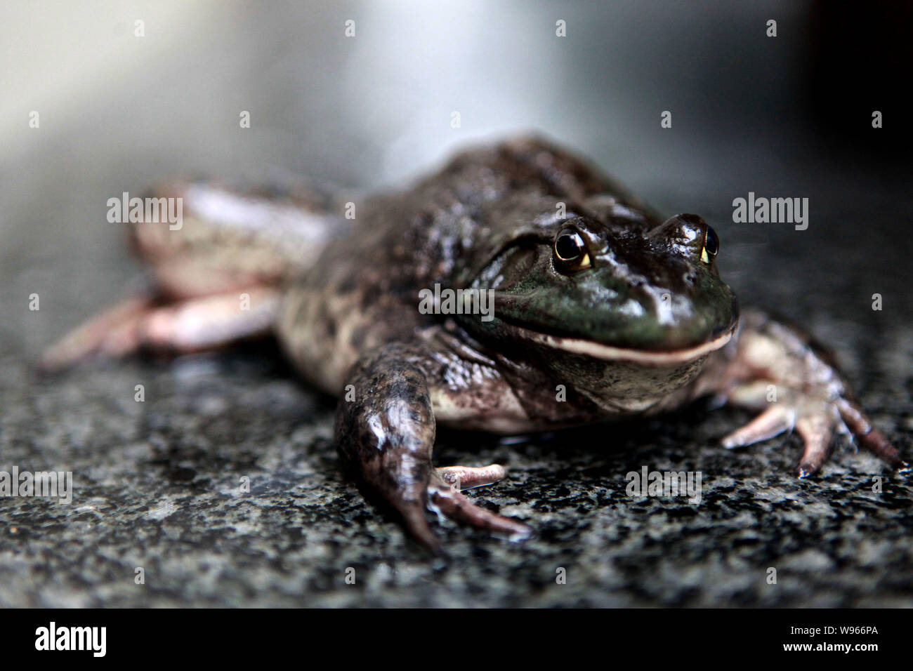 Five legged bull hi-res stock photography and images - Alamy