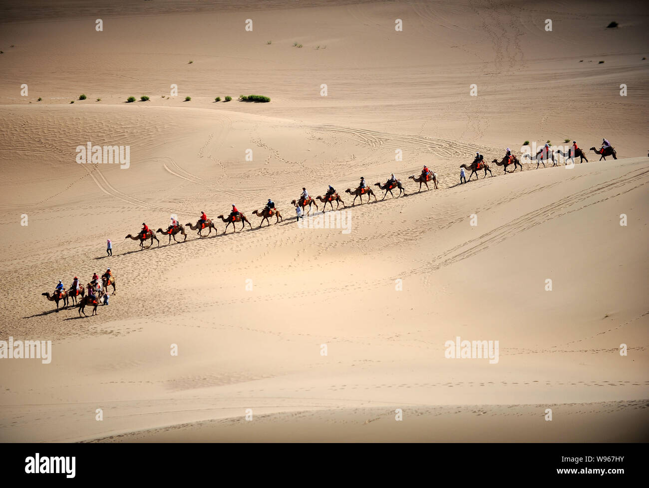 Camels in a line hi-res stock photography and images - Alamy