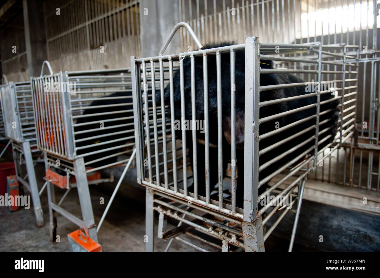 Caged bears are seen in the bear bile extraction workshop of ...