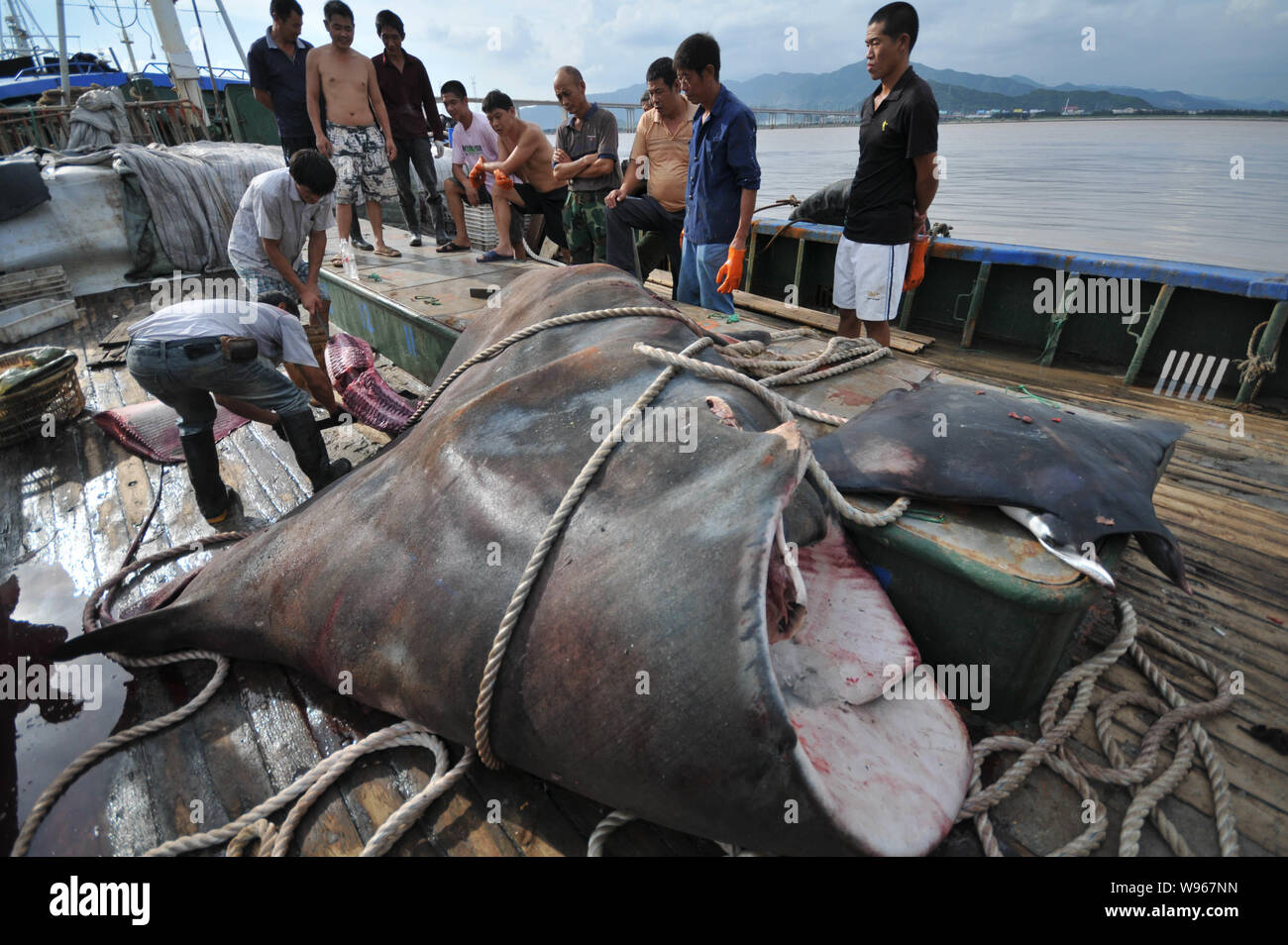Stingray meat hi-res stock photography and images - Alamy