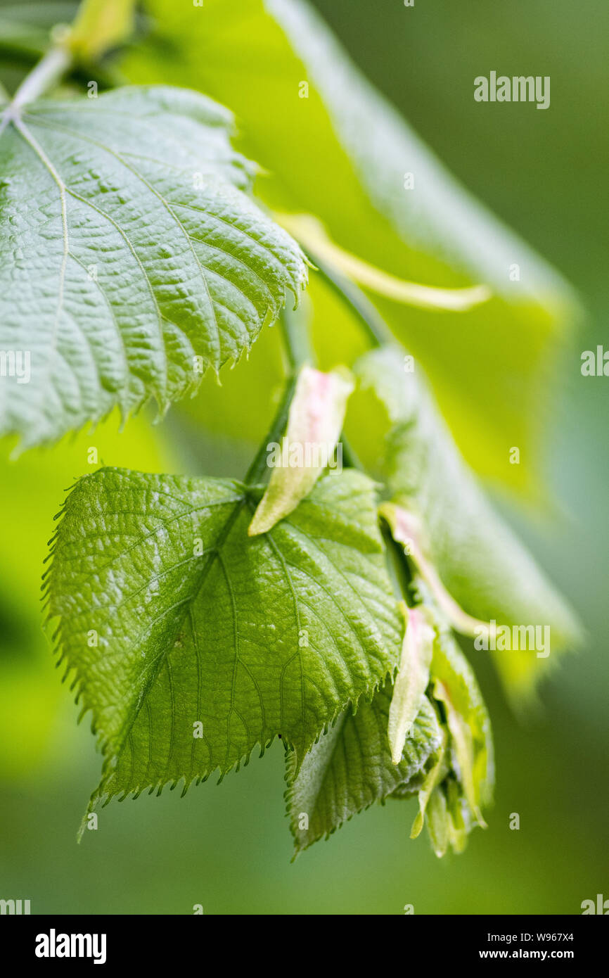 Linden tree seeds hi-res stock photography and images - Alamy