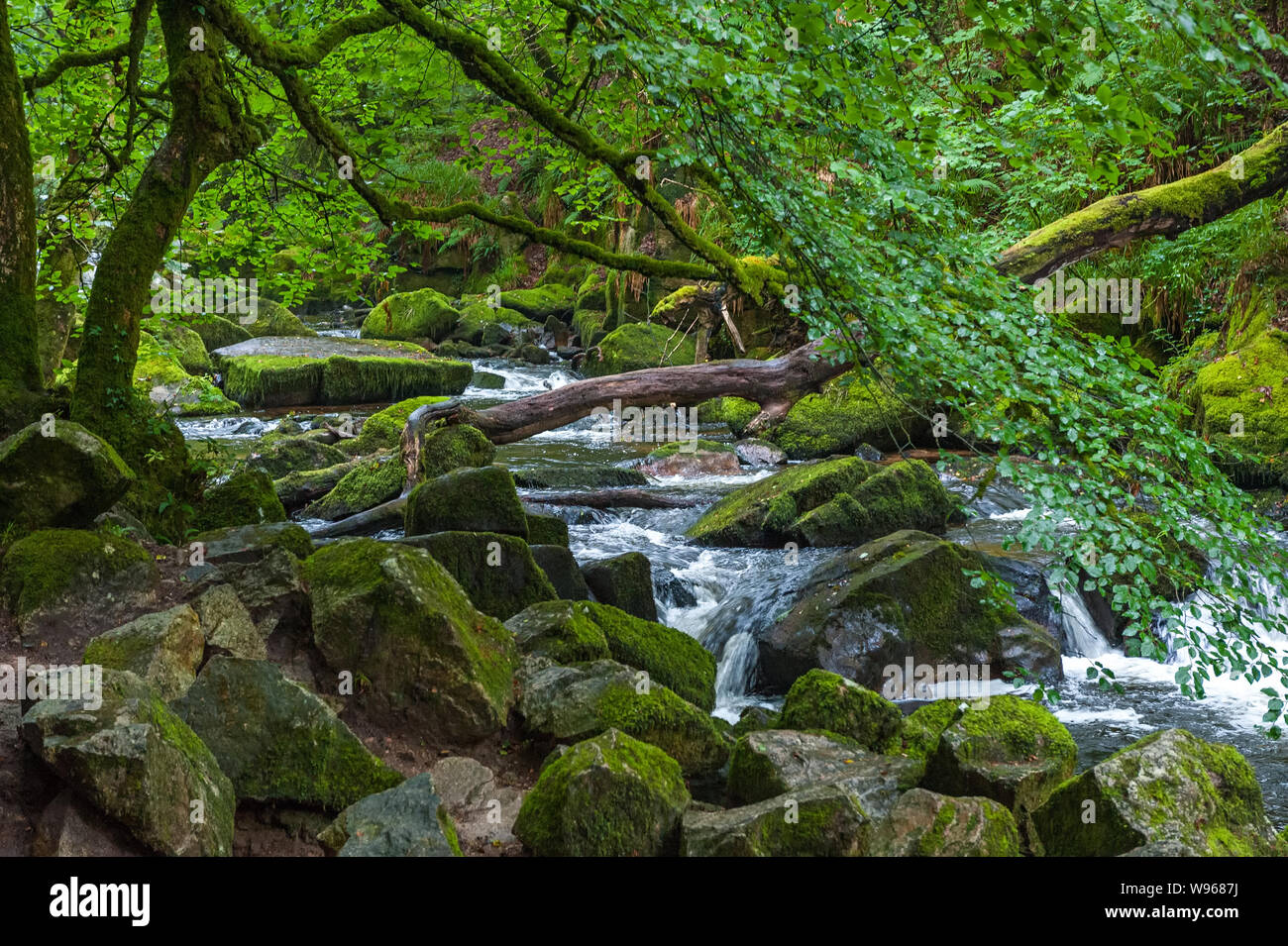 The Golitha Falls are a series of spectacular cascades and waterfalls ...