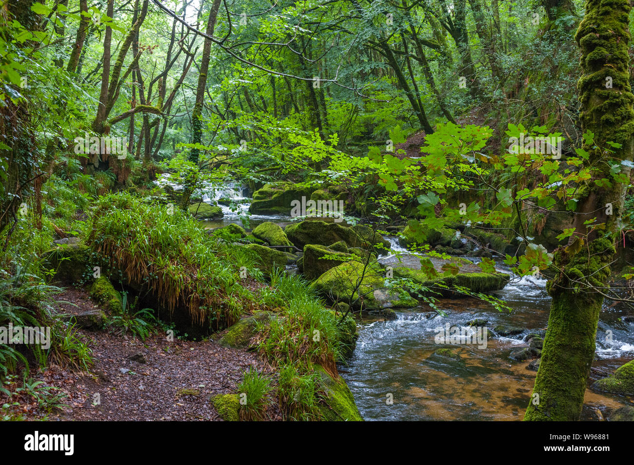 The Golitha Falls are a series of spectacular cascades and waterfalls ...