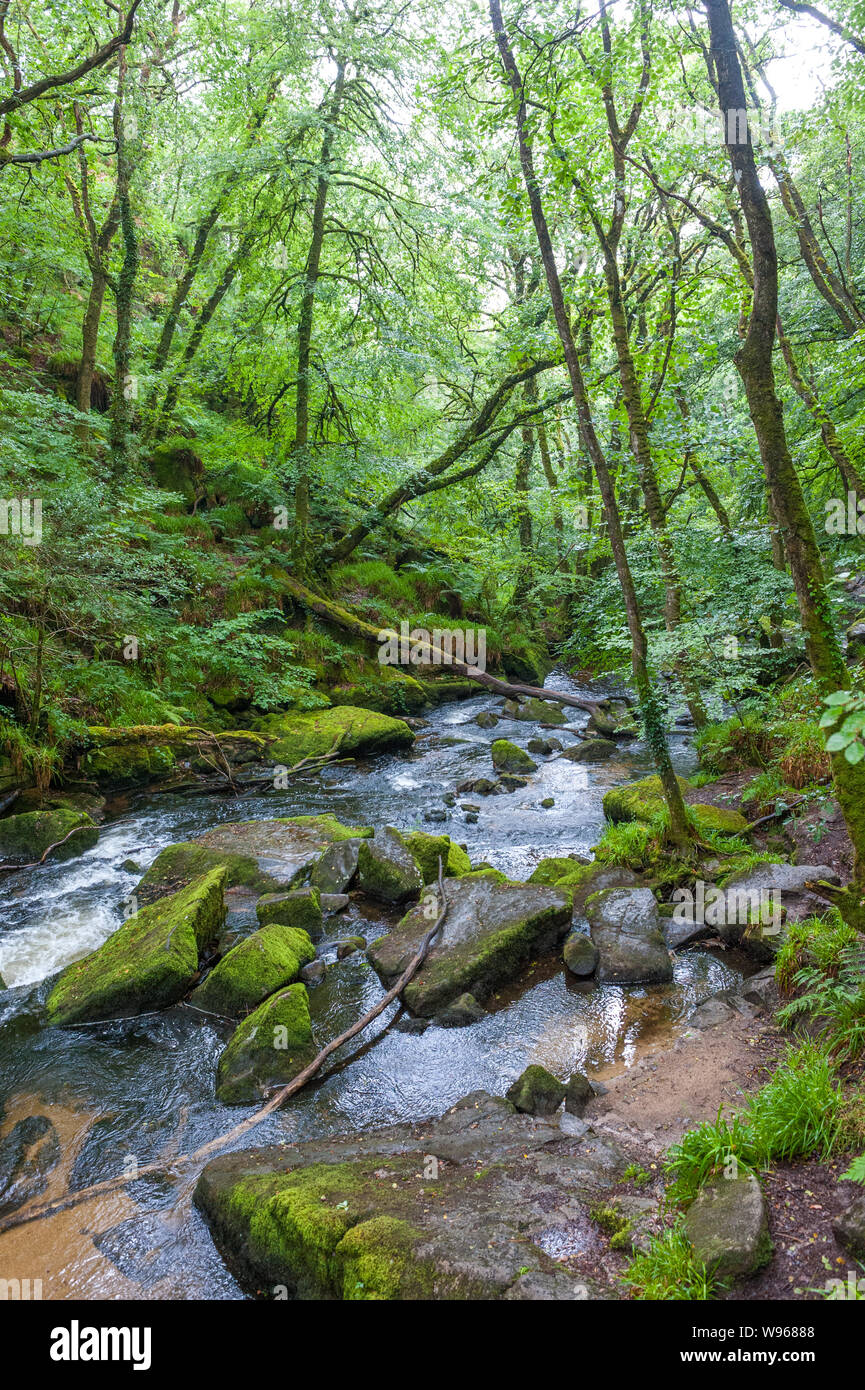 The Golitha Falls are a series of spectacular cascades and waterfalls ...