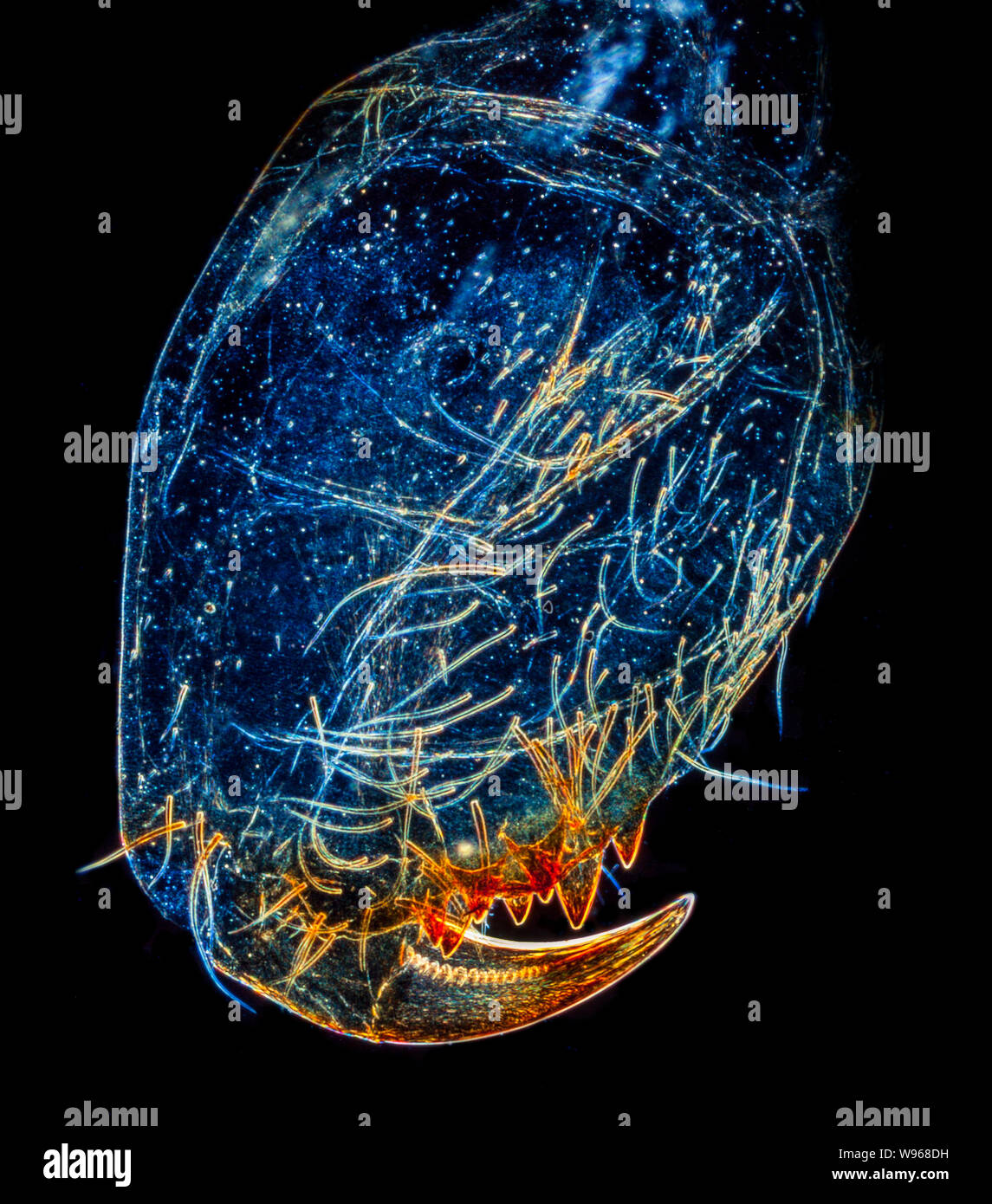 Mandible Stock Photos & Mandible Stock Images - Alamy
