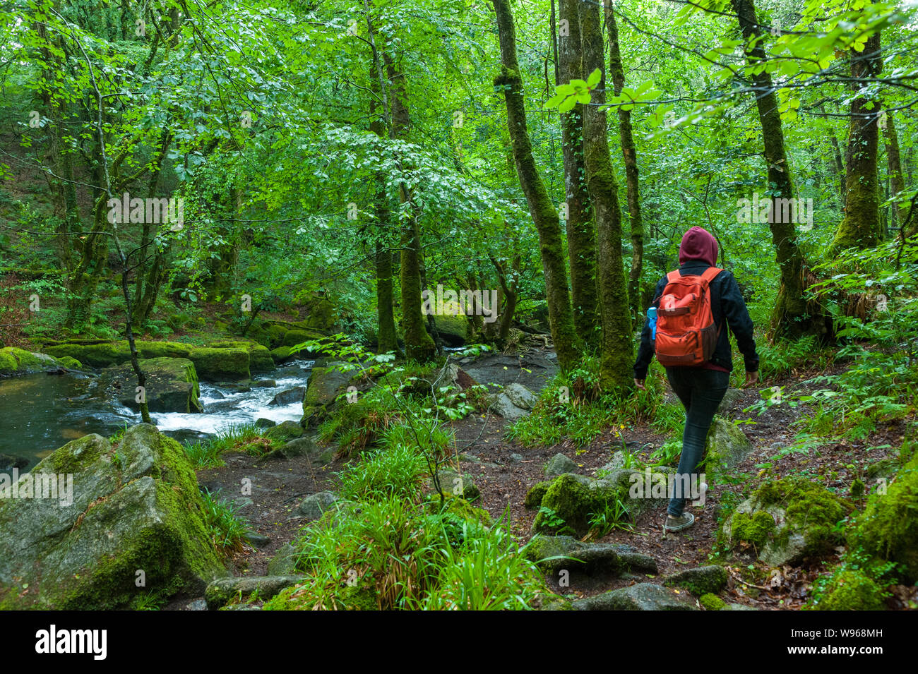 The Golitha Falls are a series of spectacular cascades and waterfalls ...