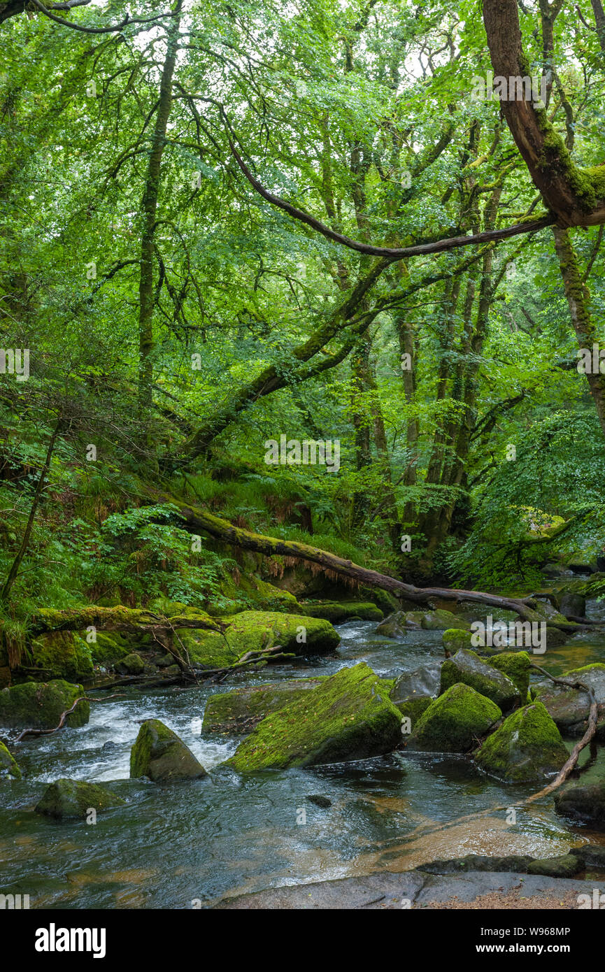 The Golitha Falls are a series of spectacular cascades and waterfalls ...