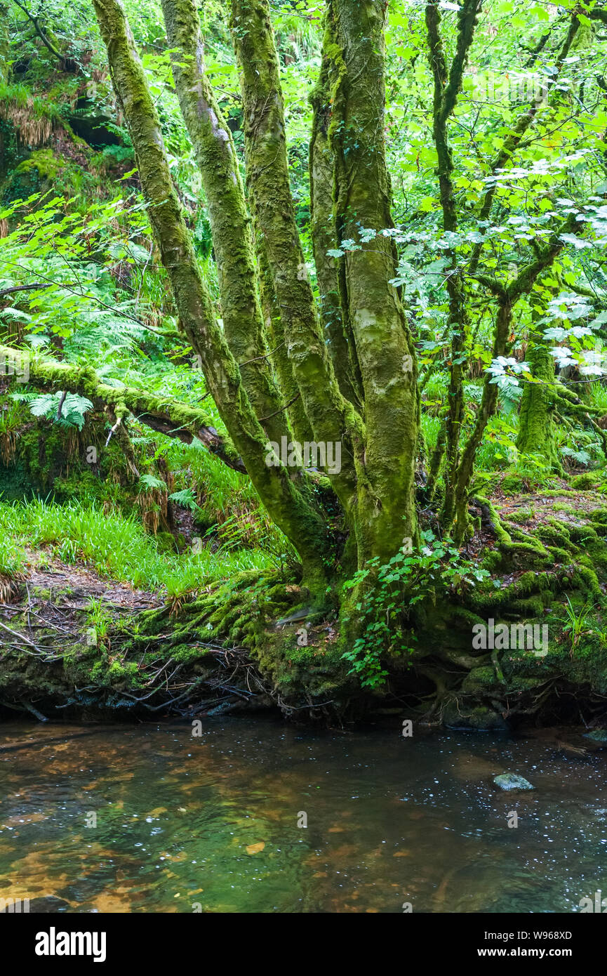 The Golitha Falls are a series of spectacular cascades and waterfalls ...