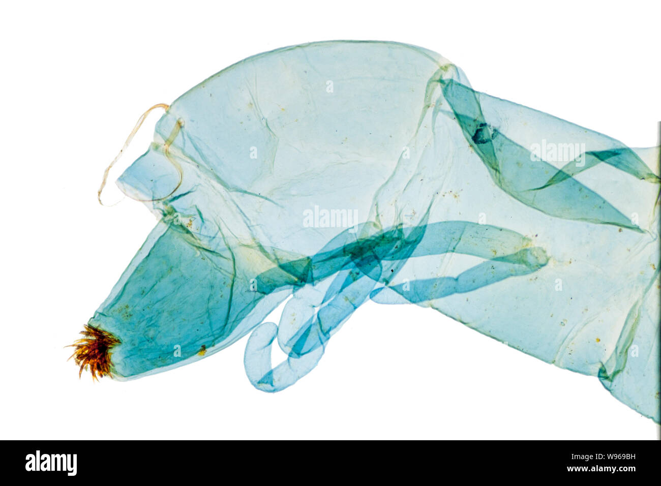 Midge larva hi-res stock photography and images - Alamy