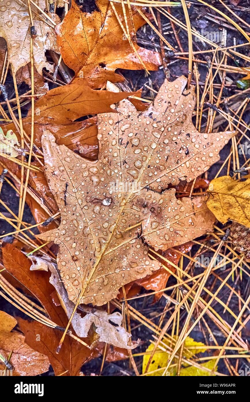 Rain fallen leaves hi-res stock photography and images - Alamy