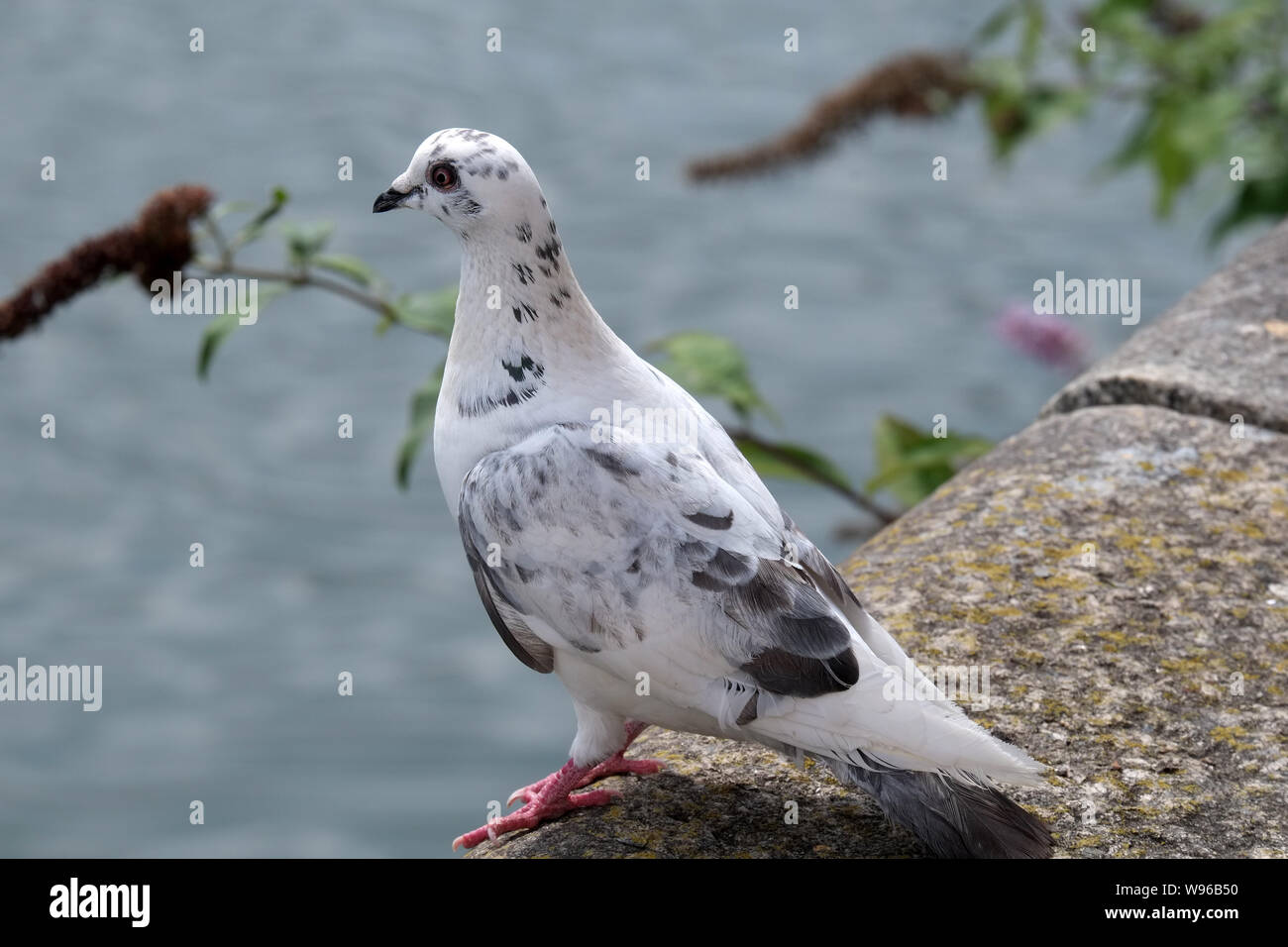 August 2018 - White rock dove on the edge of the marina at Portishead ...