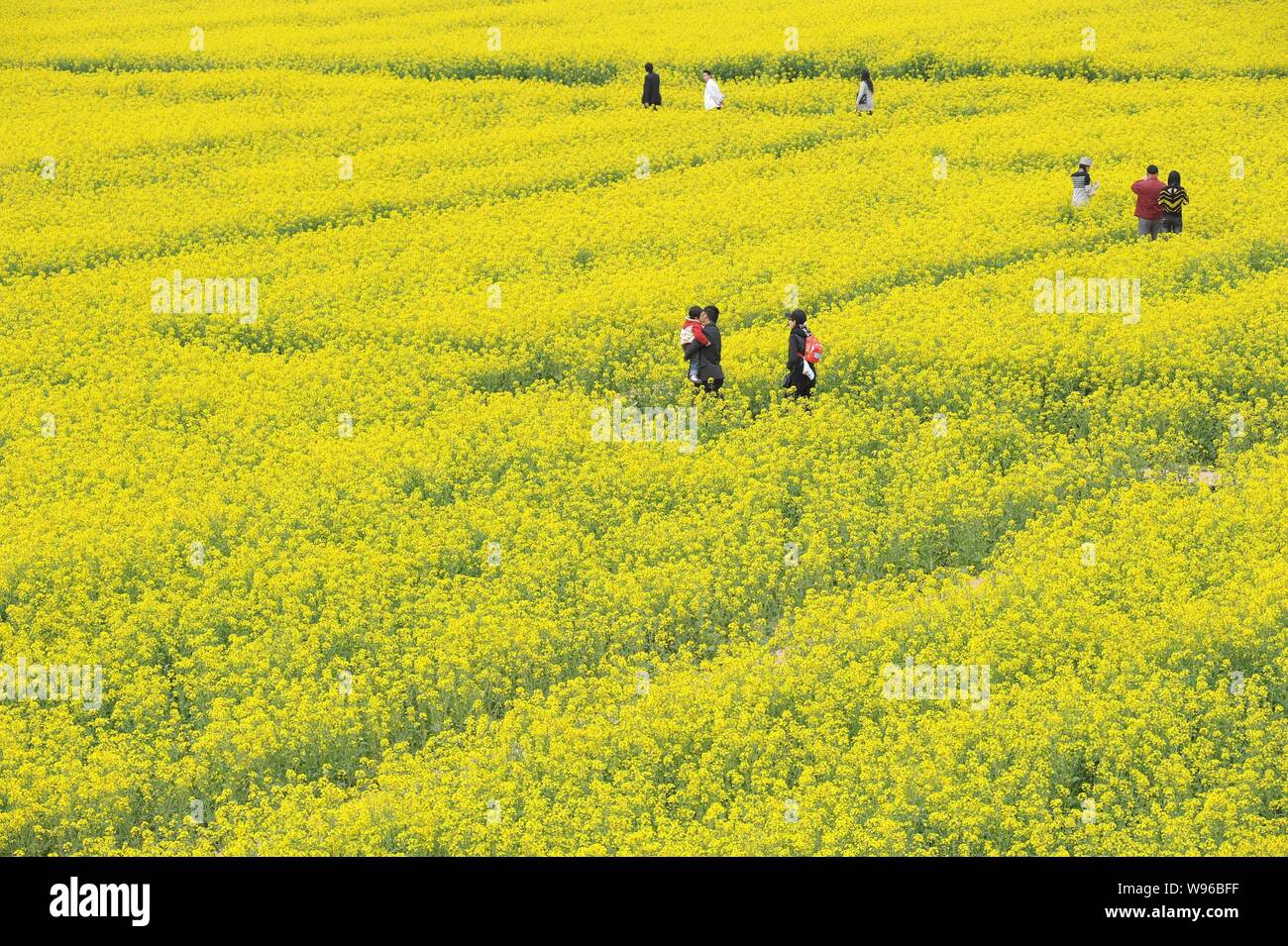 People stroll in a field of rapeseed flowers in Fengxian District in ...