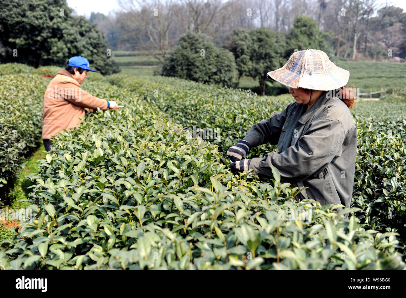 --File--Chinese farmers prune Longjing (Dragon Well) tea leaves at a ...