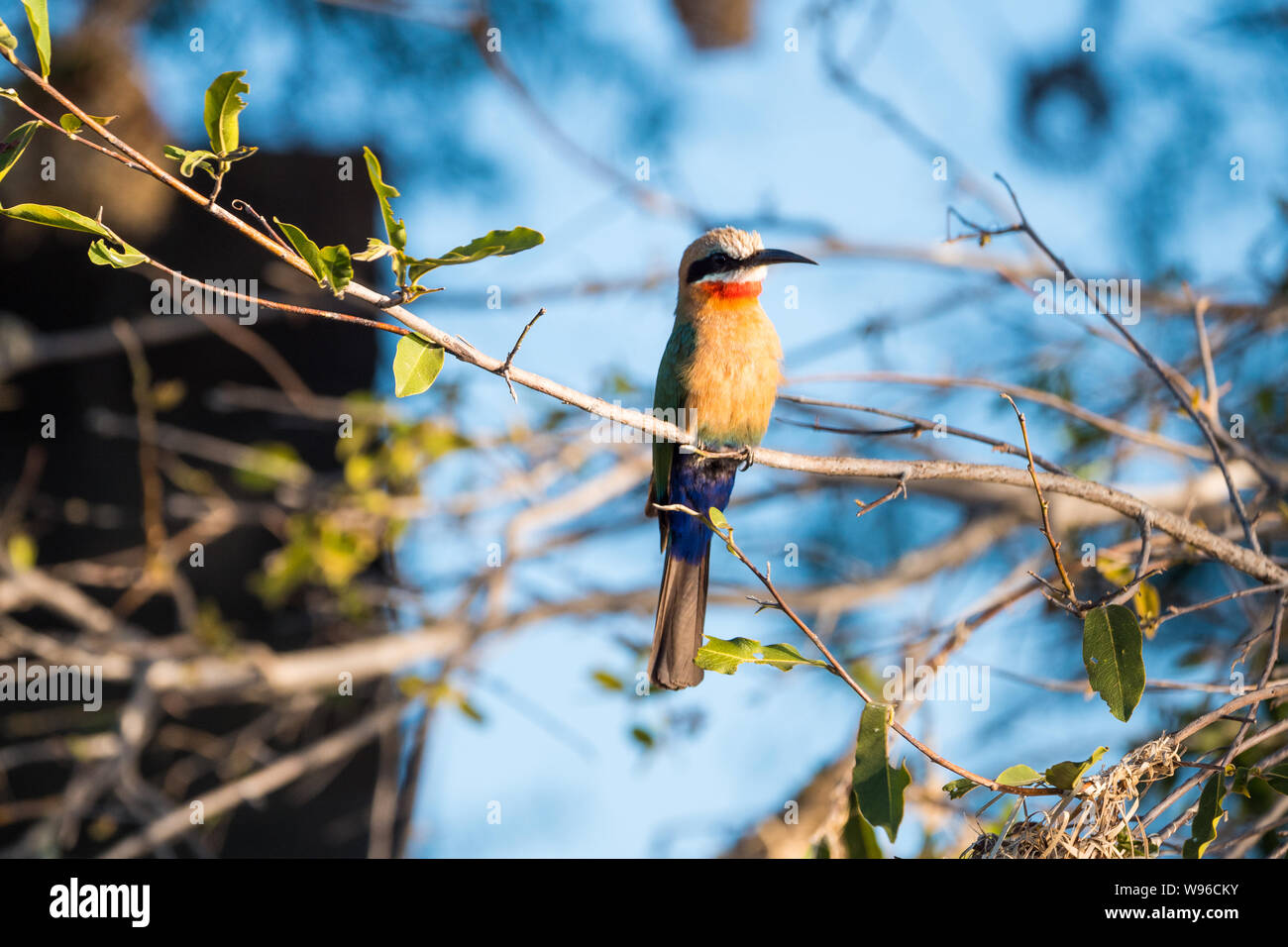 African Bee Eater Bird Sitting on a Twig at Okawango River, Namibia ...