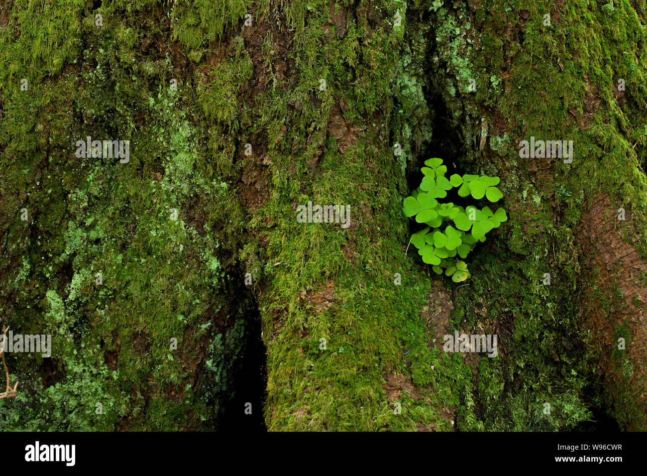 Clover Tree High Resolution Stock Photography and Images - Alamy
