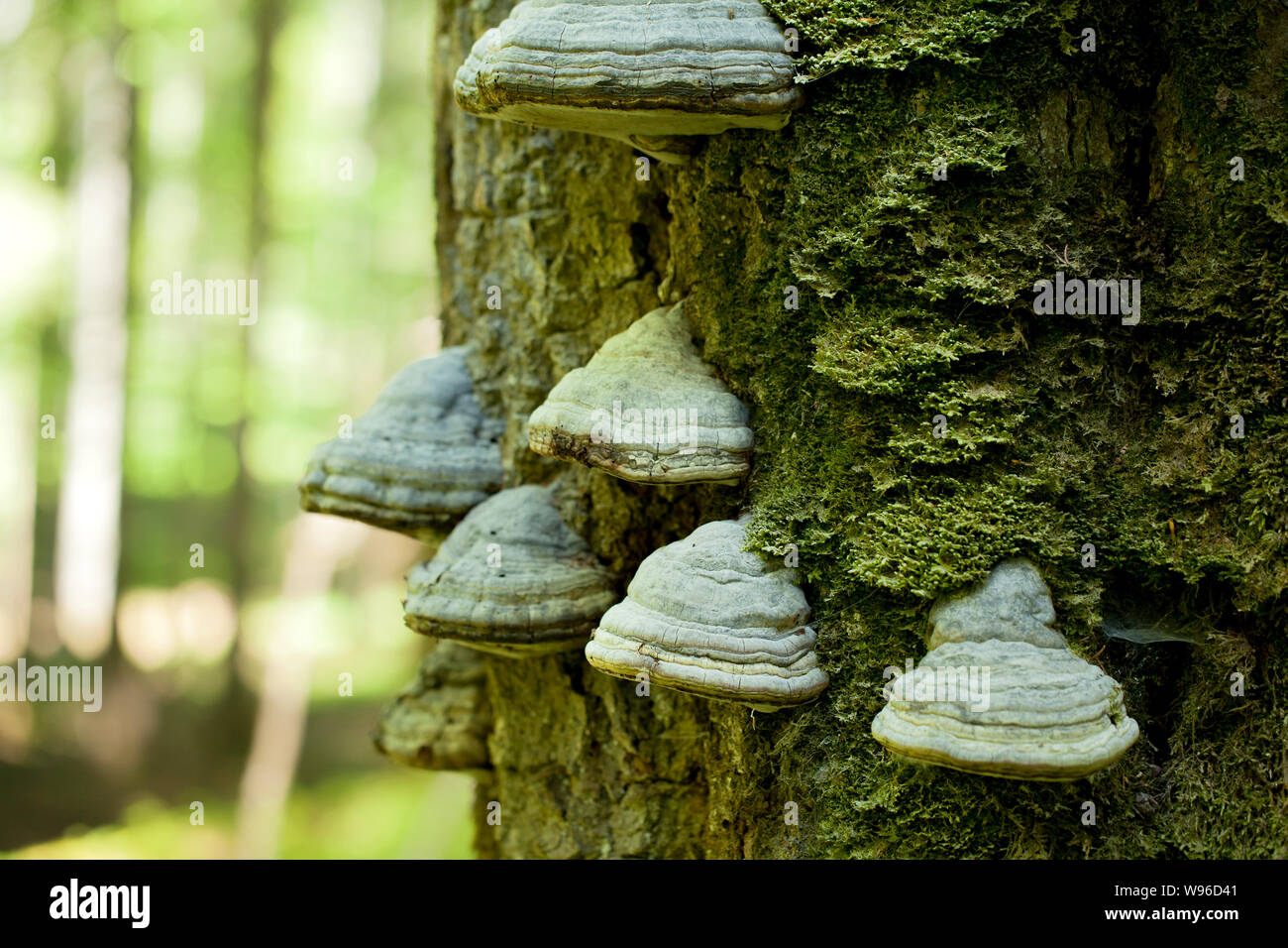 a mossy trunk of a tree full of mushrooms on the bark in an intense ...