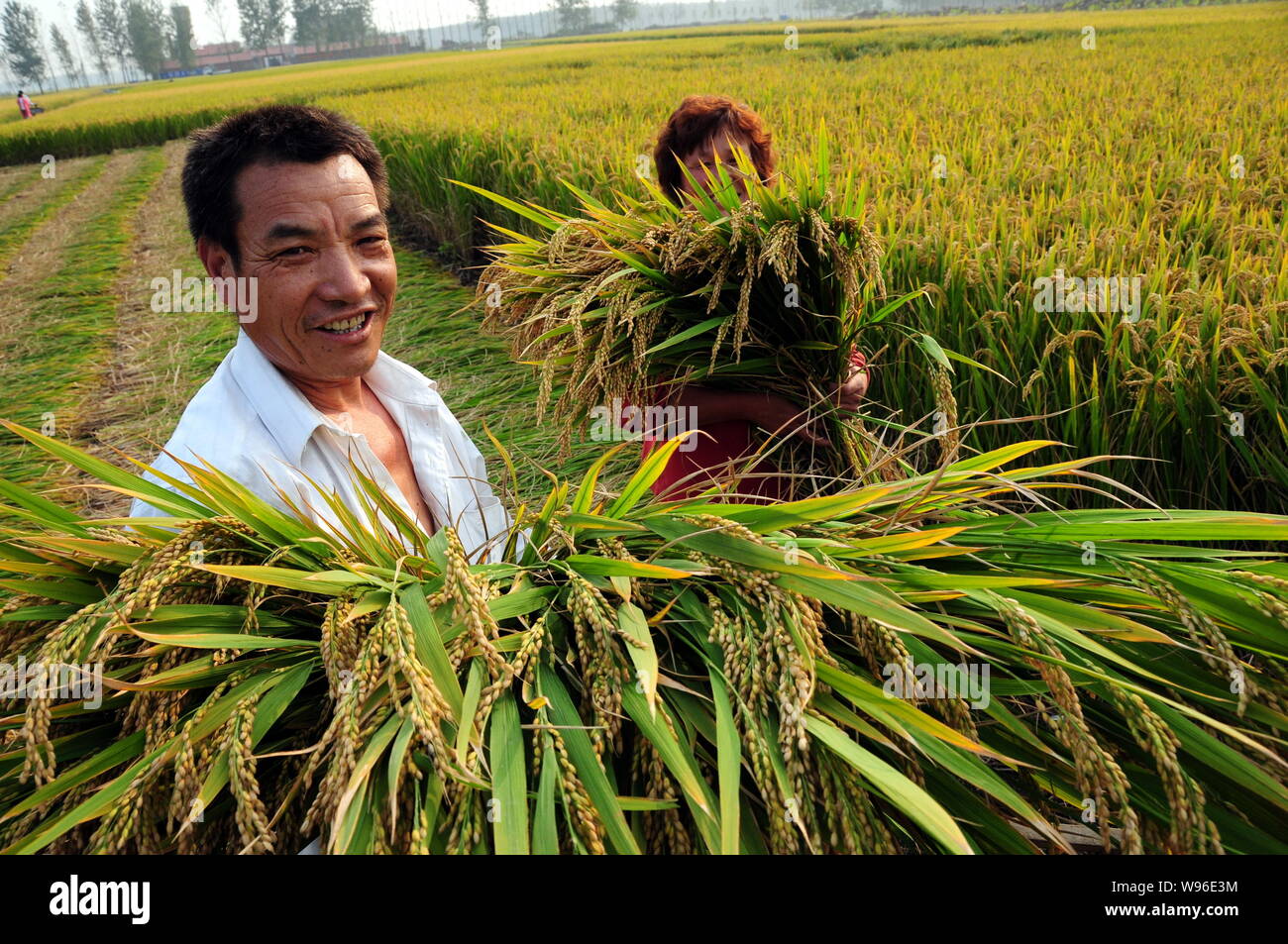 --File--Chinese farmers harvest rice in their fields in Chendun village ...