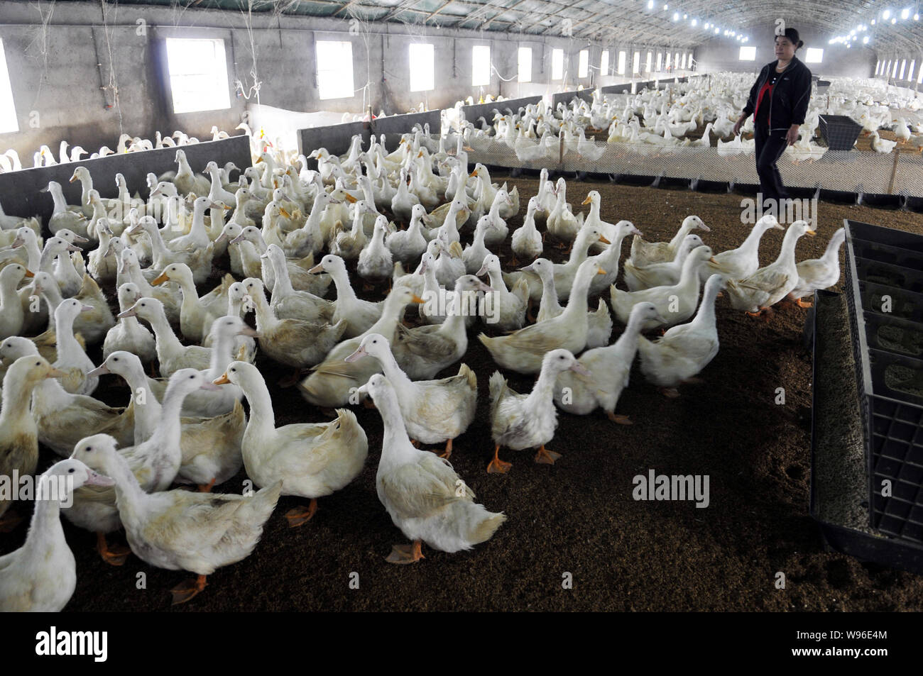 --FILE--A Chinese farmer checks ducks in her duck farm in Zhaike ...
