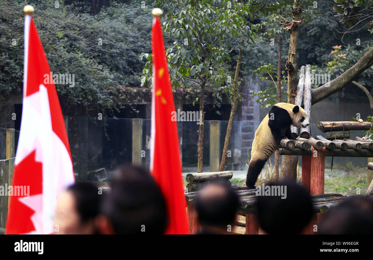 Giant panda Er Shun is pictured during a ceremony at Chongqing Zoo in ...
