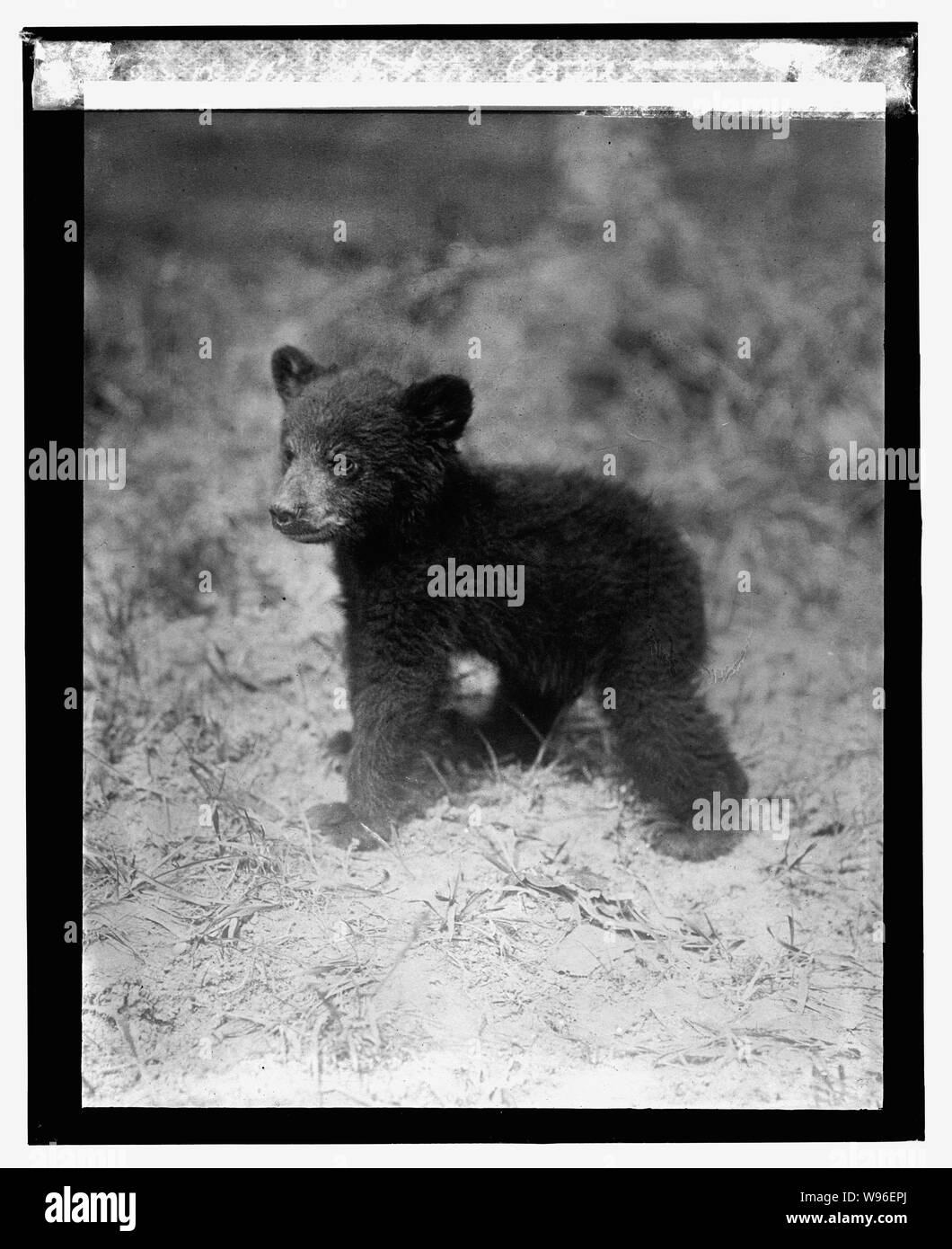 Am nature assn hi-res stock photography and images - Alamy