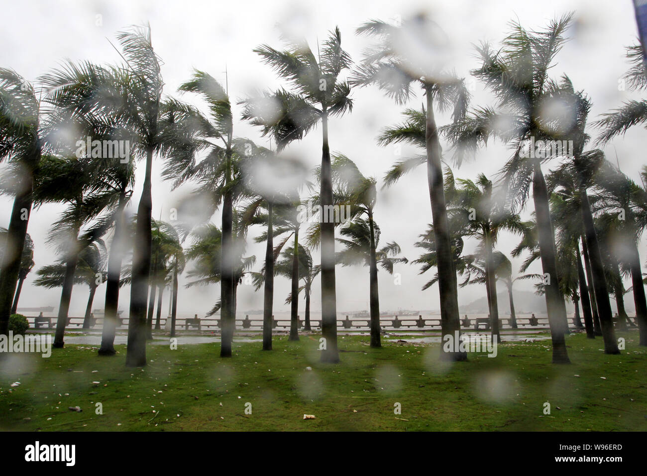 Wind blown palm trees hi-res stock photography and images - Alamy