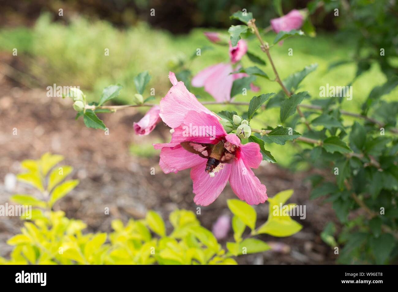 A moth inside a Hibiscus Syriacus 'Lil Kim' flower Stock Photo - Alamy