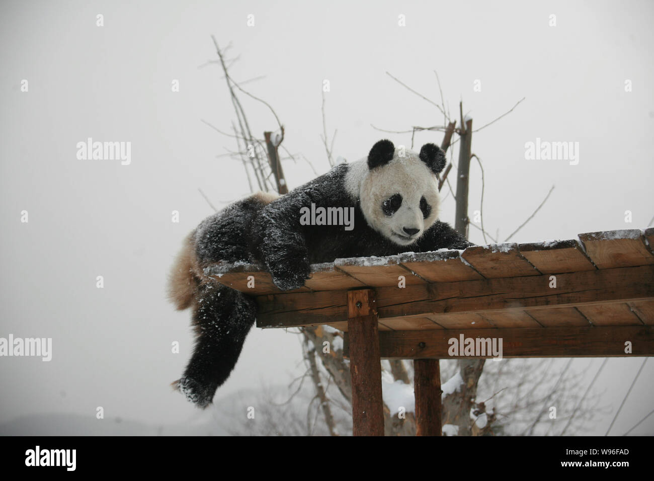A panda is seen playing at a zoo in Yantai, east Chinas Shandong ...