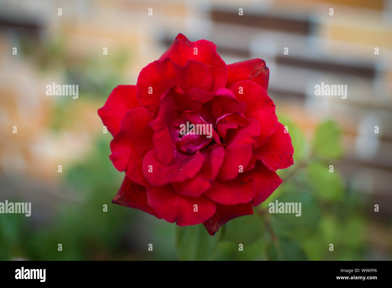 Incredible detail of red rose flower! Stock Photo - Alamy