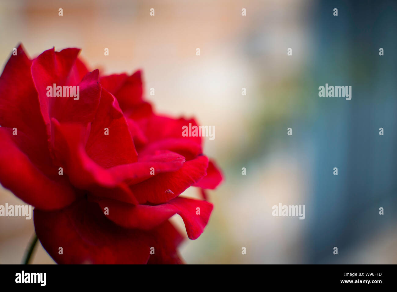 Amazing close up of a RED ROSE perfect for backgrounds! Stock Photo - Alamy