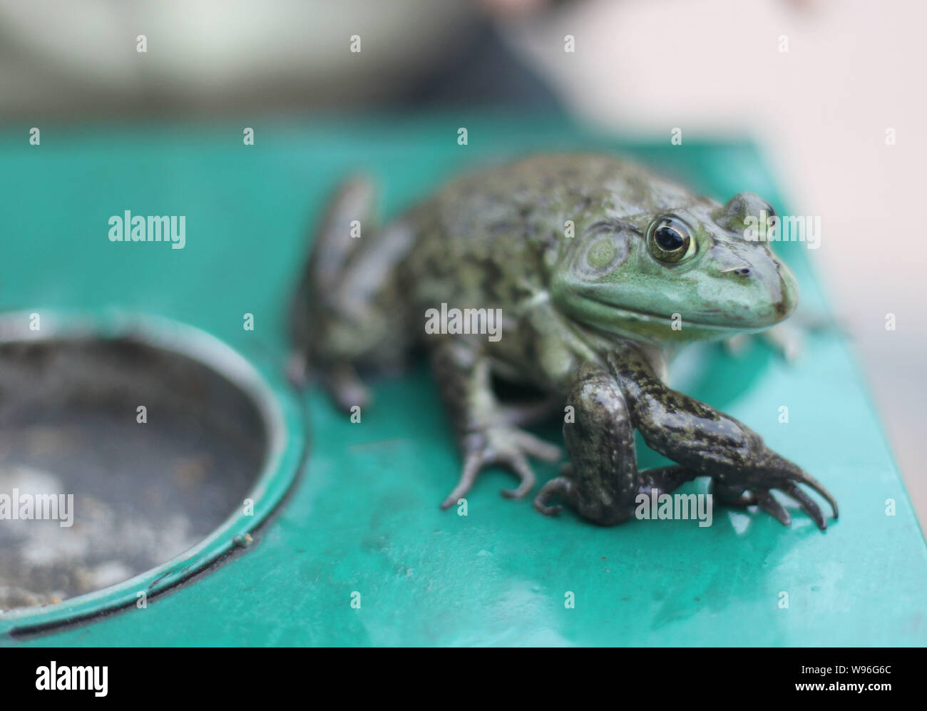 A 6-legged frog is pictured in Wenzhou, east Chinas Zhejiang province ...